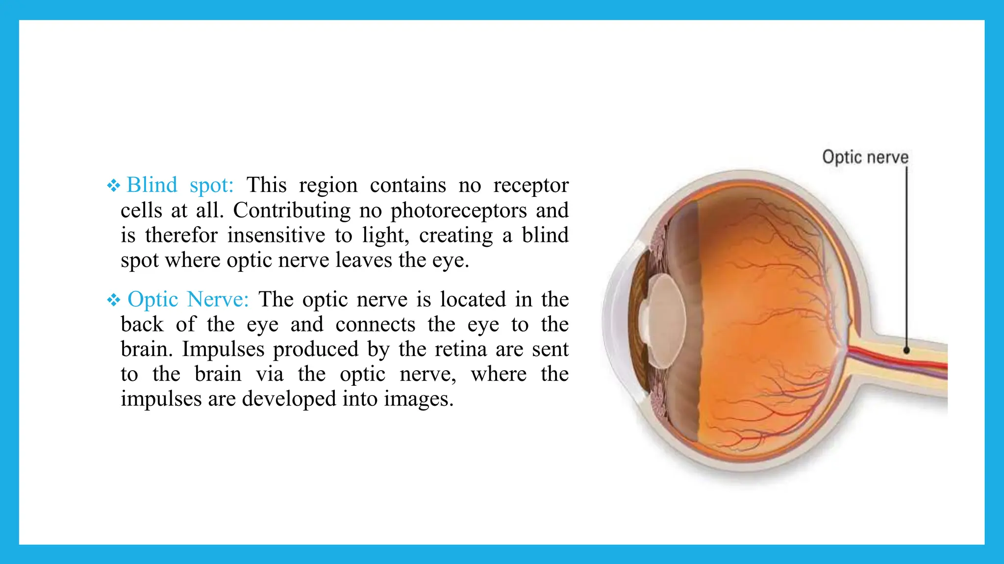 Sensation(vision).pptx