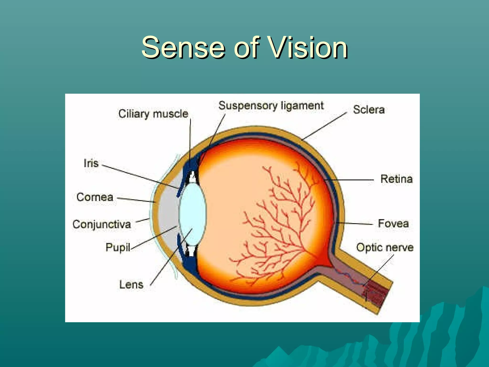Sensation vison | PPT