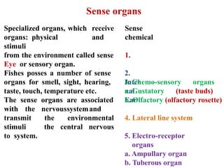 sense-organ-in-fishes.pptx by Krishna Kumar patel BFSc student | PPTX