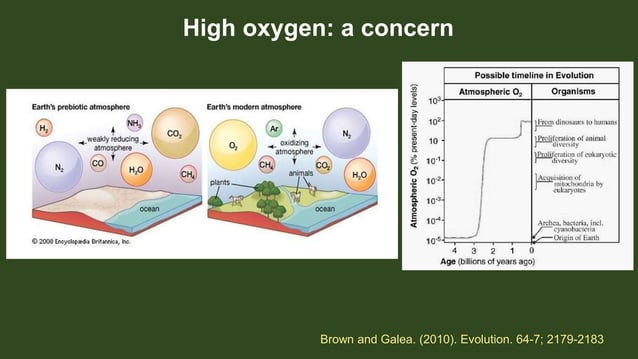 Sense And Adaptability Of Animal Cells To Oxygen Availability Ppt