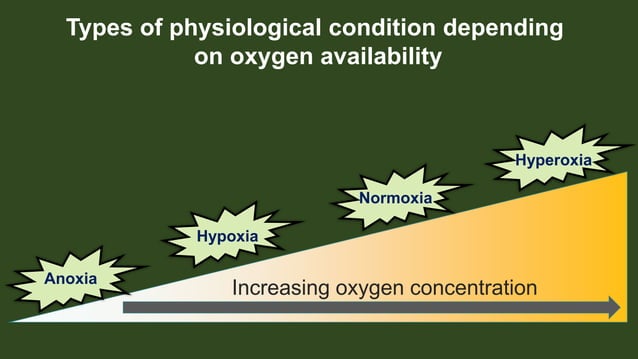 Sense and adaptability of animal cells to oxygen availability | PPT ...