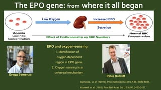Sense and adaptability of animal cells to oxygen availability | PPT