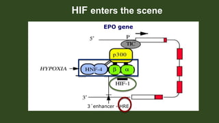 Sense and adaptability of animal cells to oxygen availability | PPT