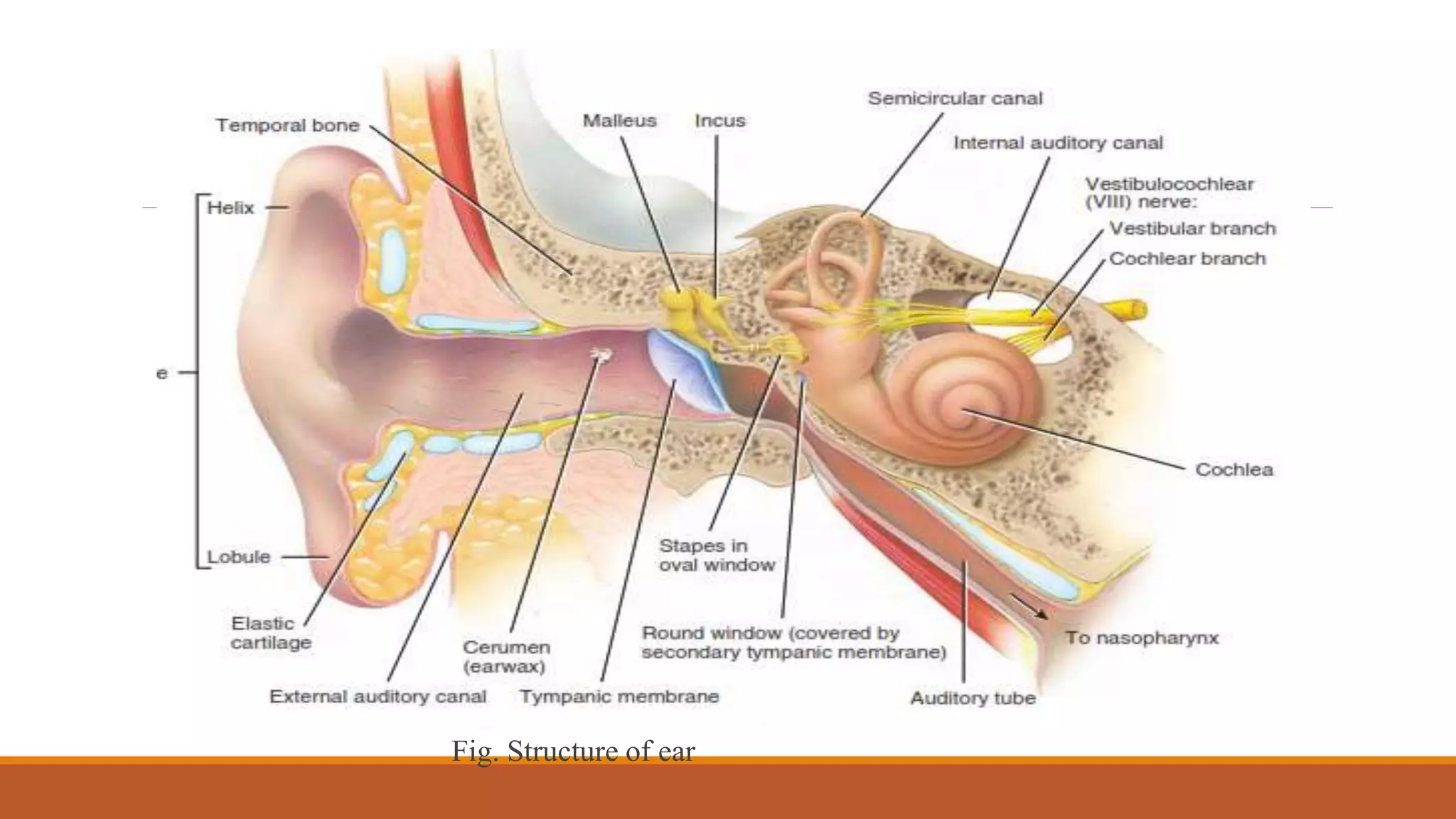 sense of hearing.pptx