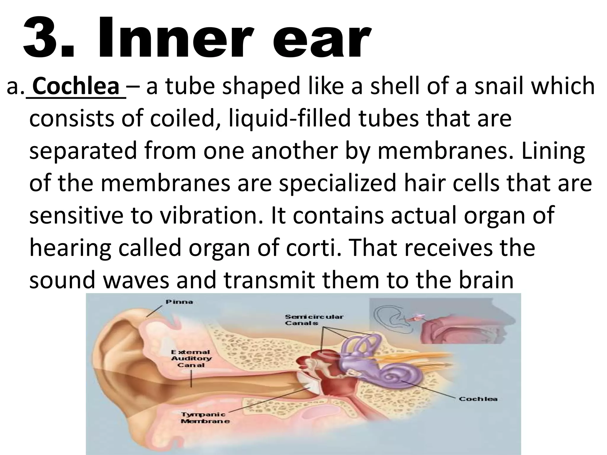 Sense of hearing ppt gr.3 ears | PPT