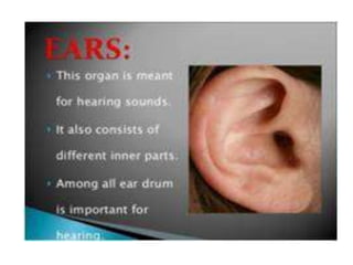 Sense of hearing ppt gr.3 ears | PPT