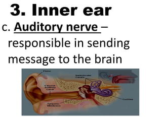 Parts Of The Ears For Grade 3