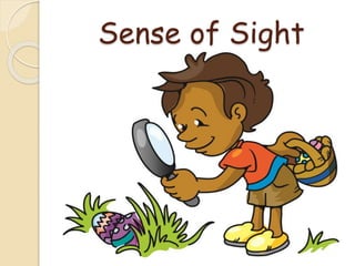 Sense of Sight | PPTX