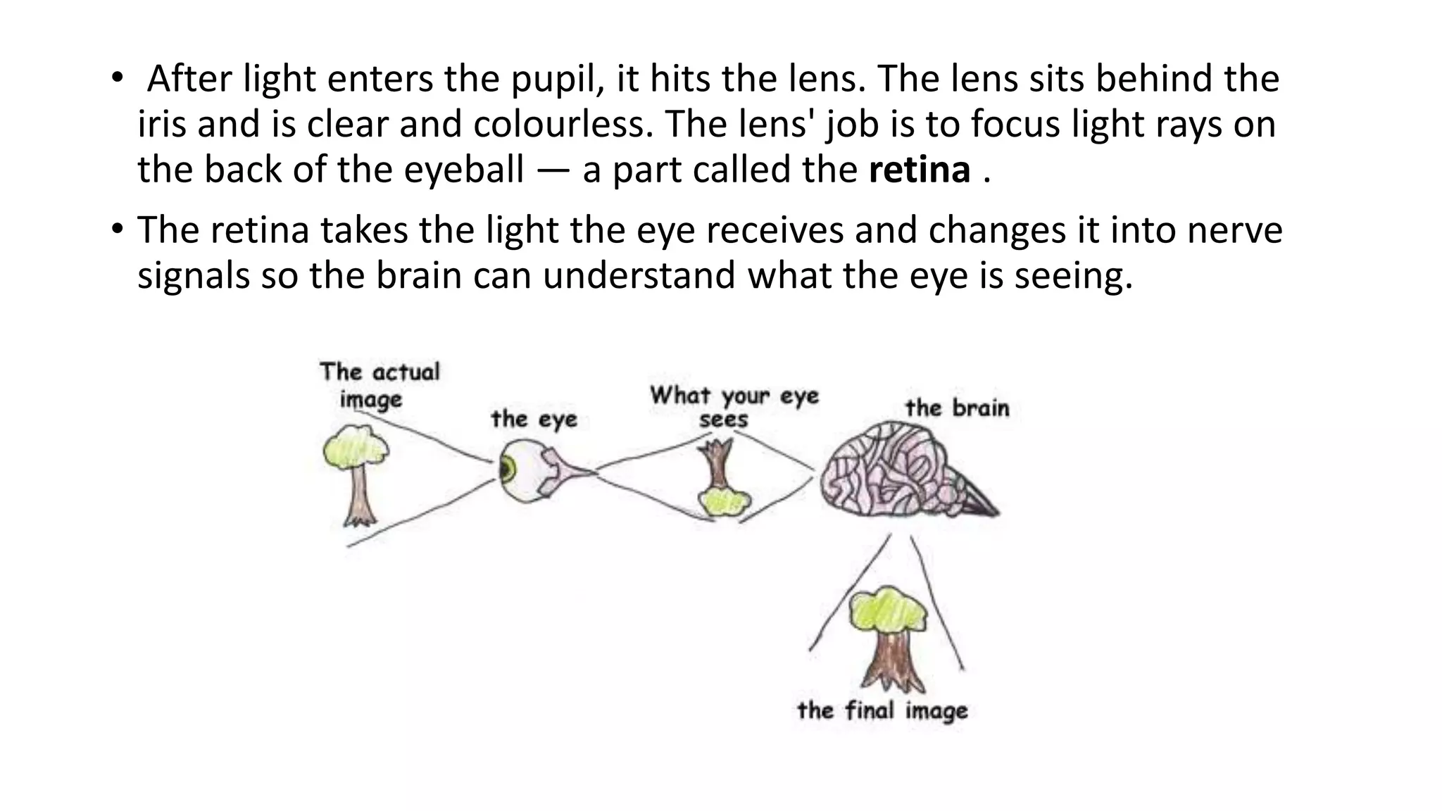 Sense of sight | PPTX