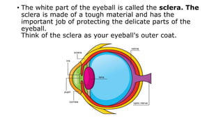 Sense of sight | PPTX