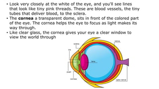 Sense of sight | PPTX