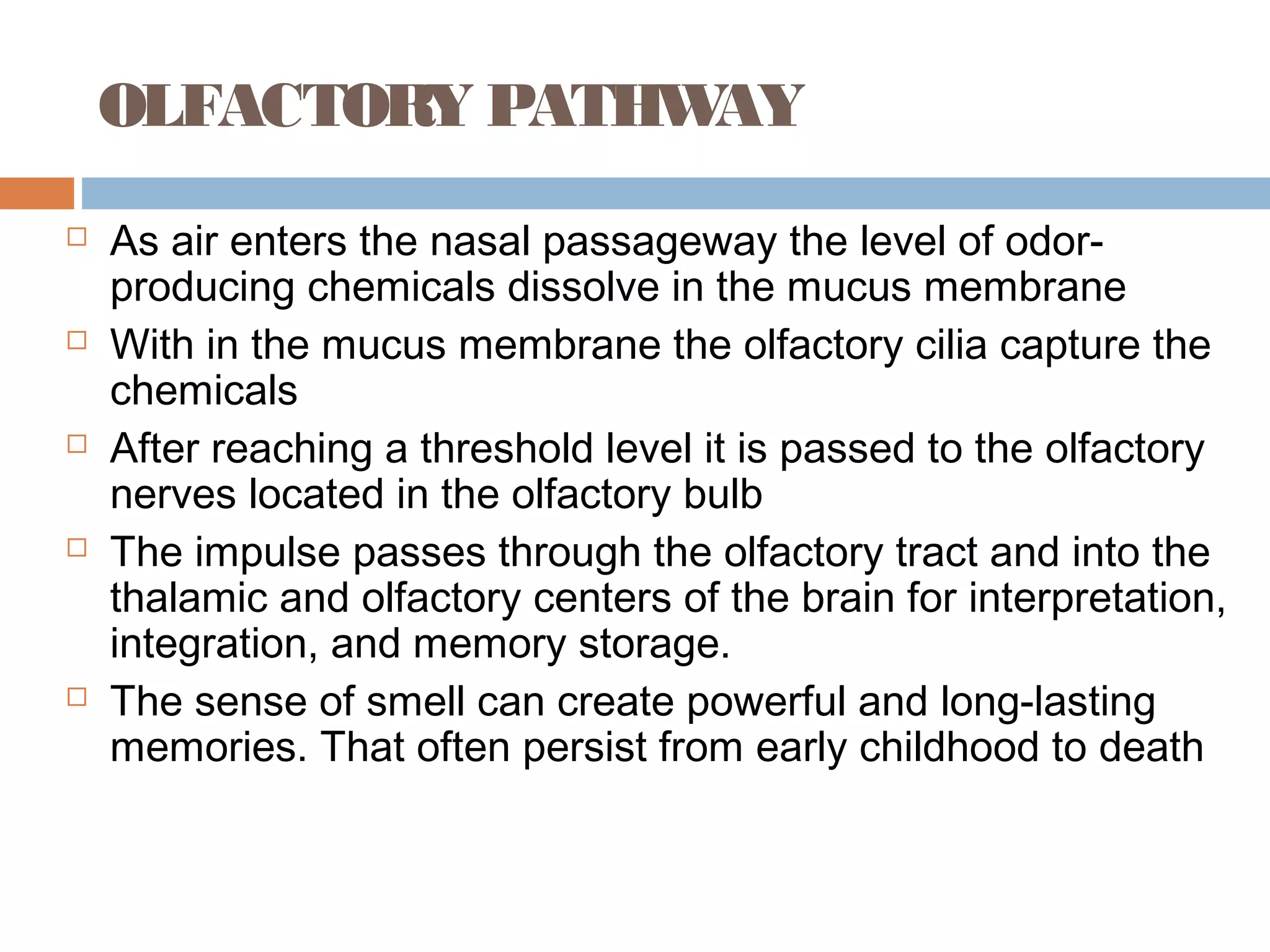 Sense of smell | PPT