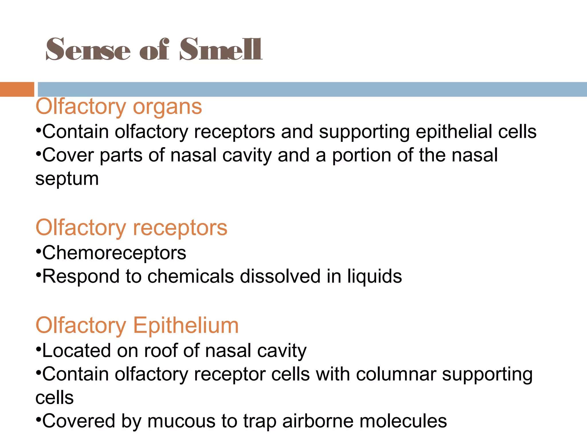 Sense of smell | PPT