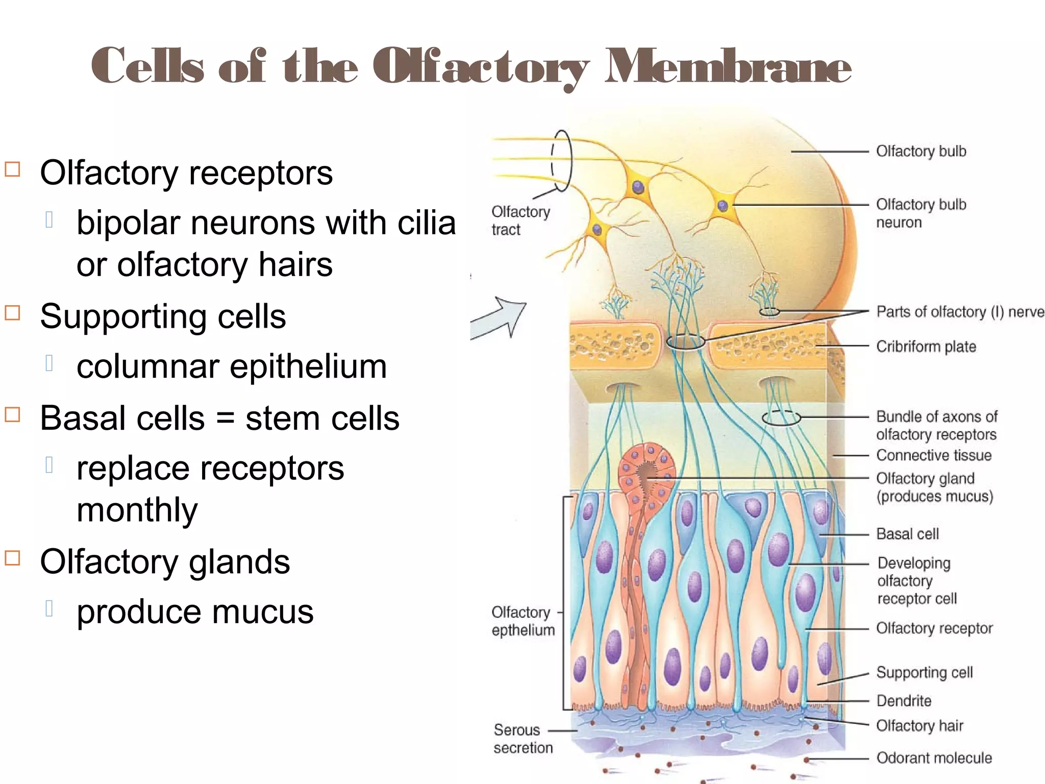 Sense of smell | PPT