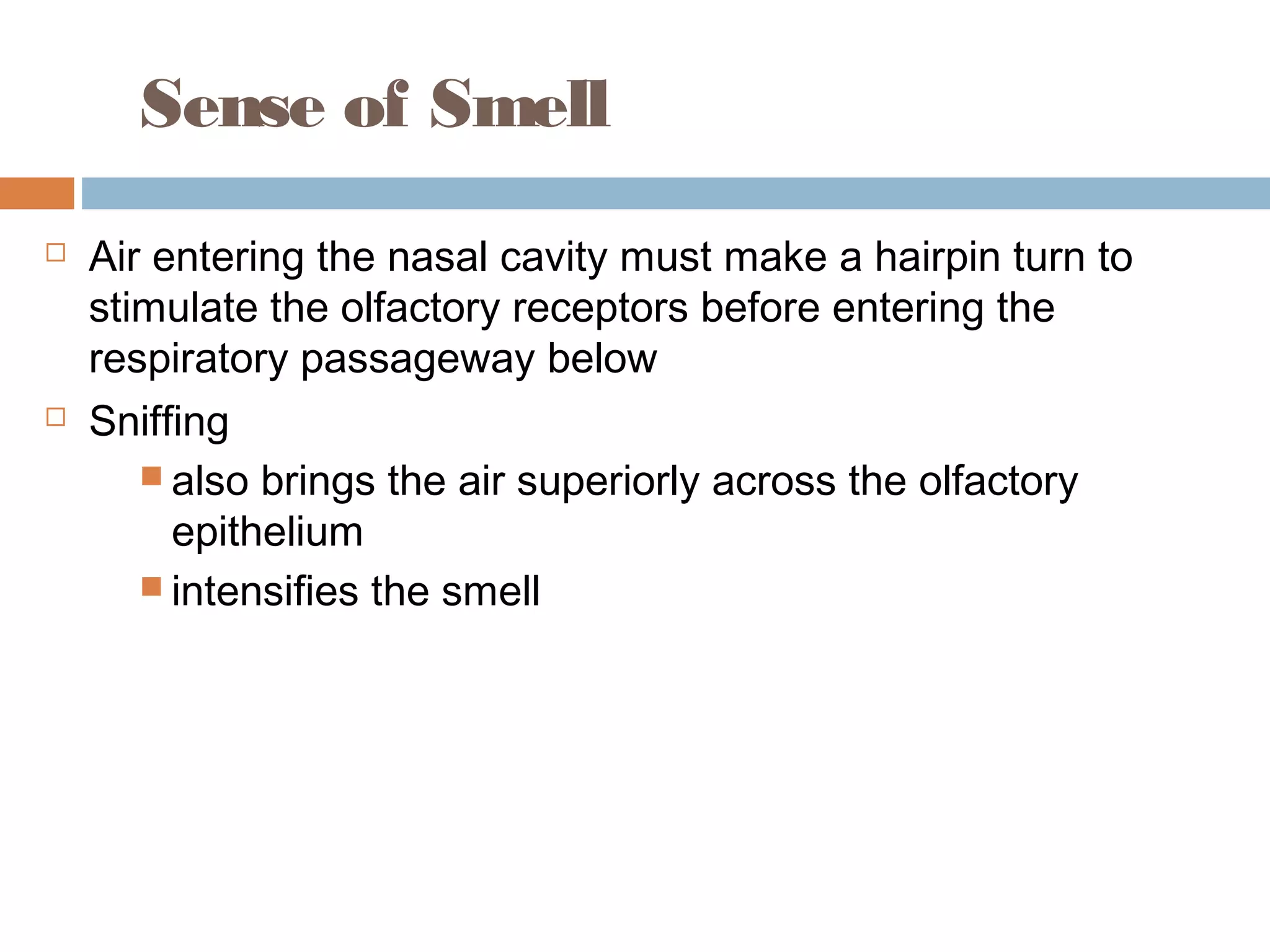 Sense of smell | PPT
