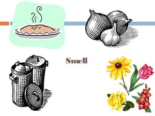 Sense of smell | PPT
