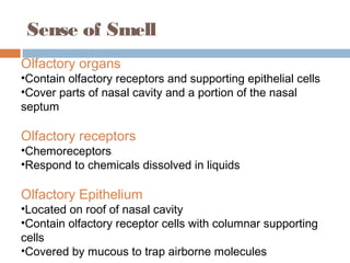 Sense of smell | PPT