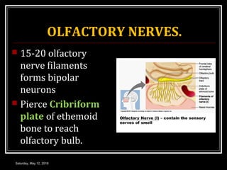 Olfactory Nerve Filaments