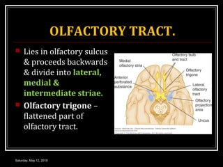 Olfactory Trigone