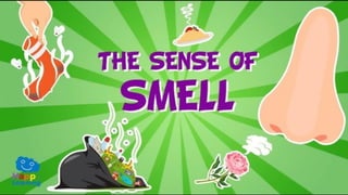 Sense of Smell How it WOrks and why the process | PPT