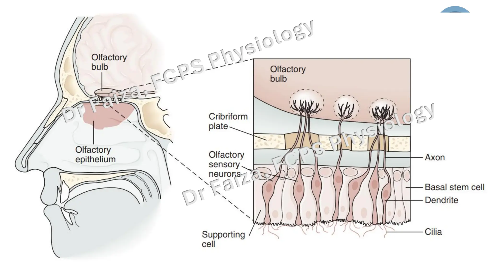 Physiology of Chemical Sensation of smell.pdf