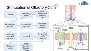 Physiology of Chemical Sensation of smell.pdf