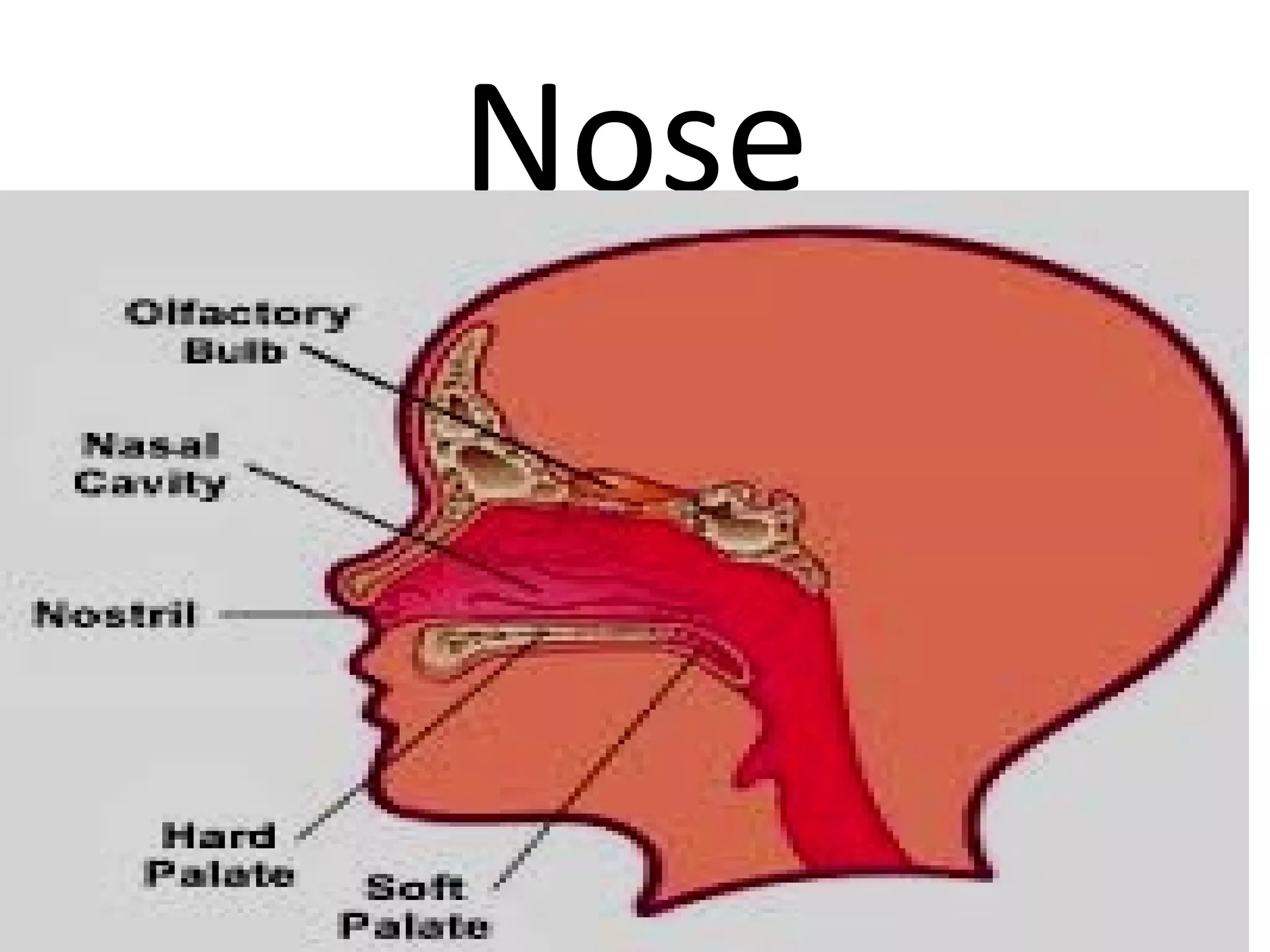 Sense of smell(nose.ppt grade 3) | PPT