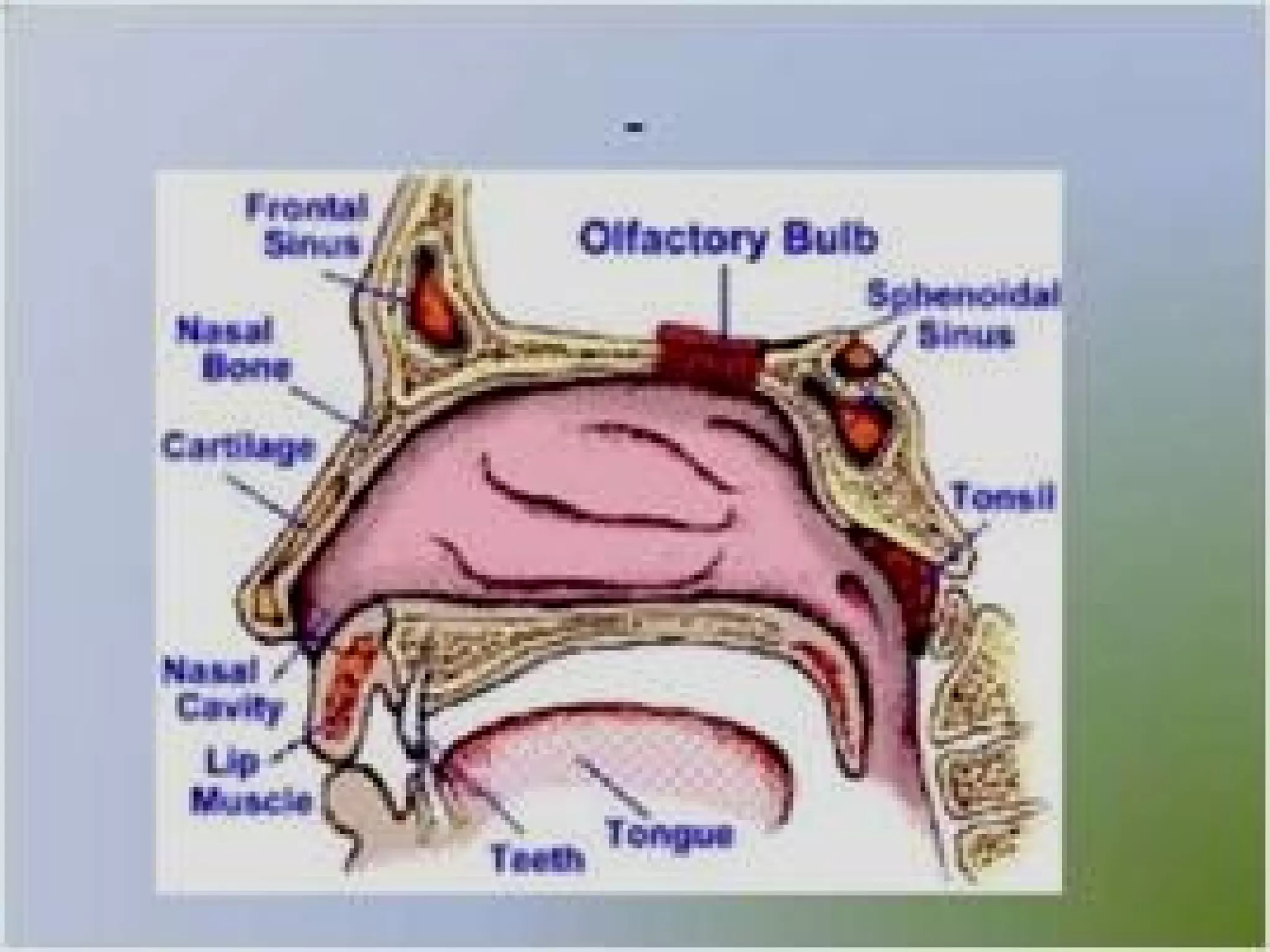 Sense of smell(nose.ppt grade 3) | PPT