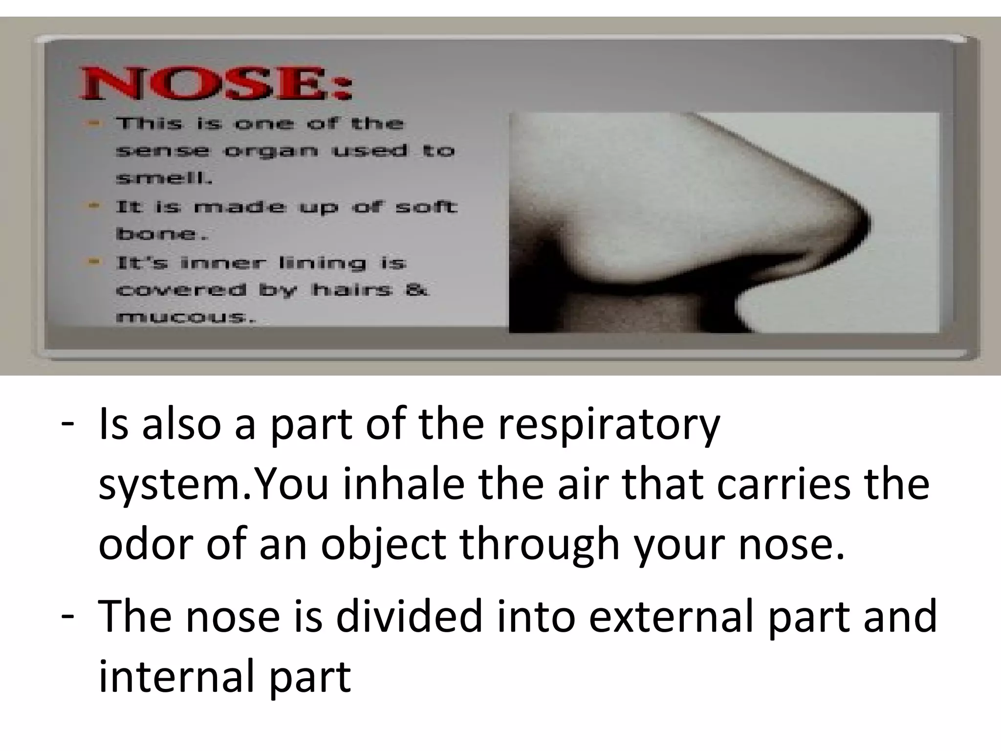 Sense of smell(nose.ppt grade 3) | PPT