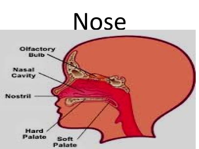 Sense of smell(nose.ppt grade 3) | PPT | Ear, Nose and Throat ...