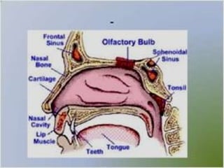 Parts Of The Nose For Grade 3
