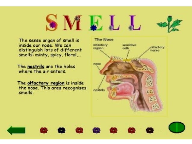 sense-of-smell-nose-ppt-grade-3-ppt