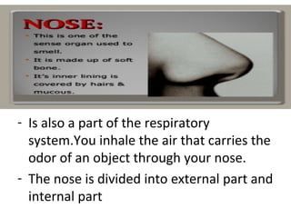 Parts Of The Nose And Their Functions For Grade 3