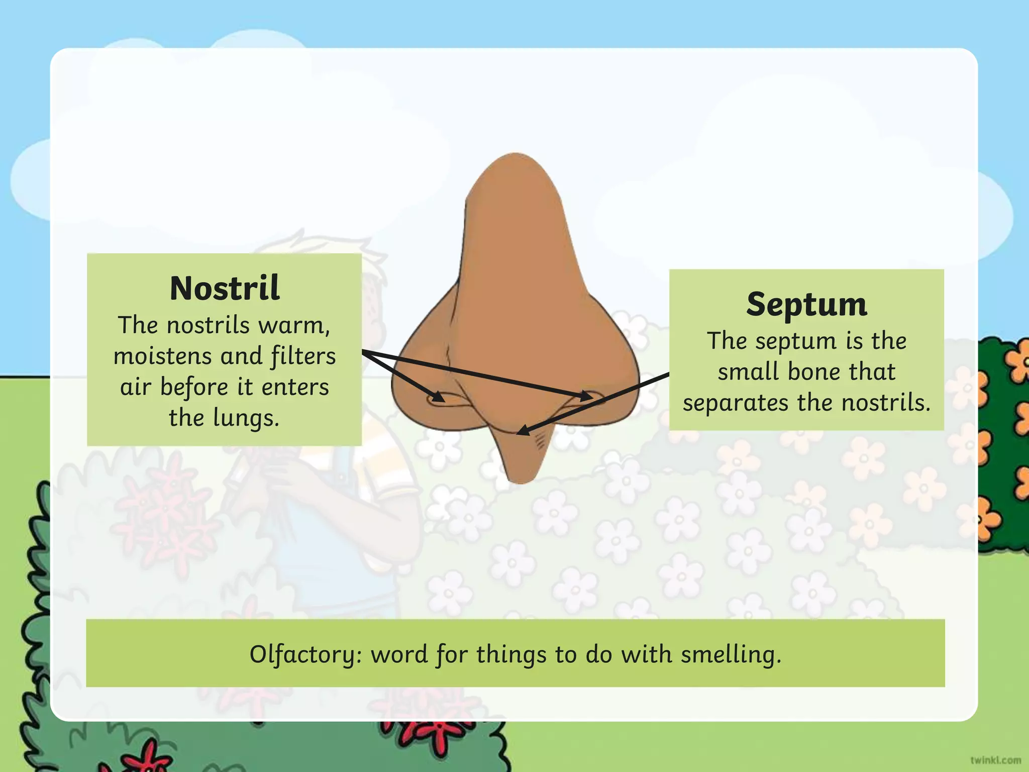 Sense of Smell PowerPoint_1.ppt