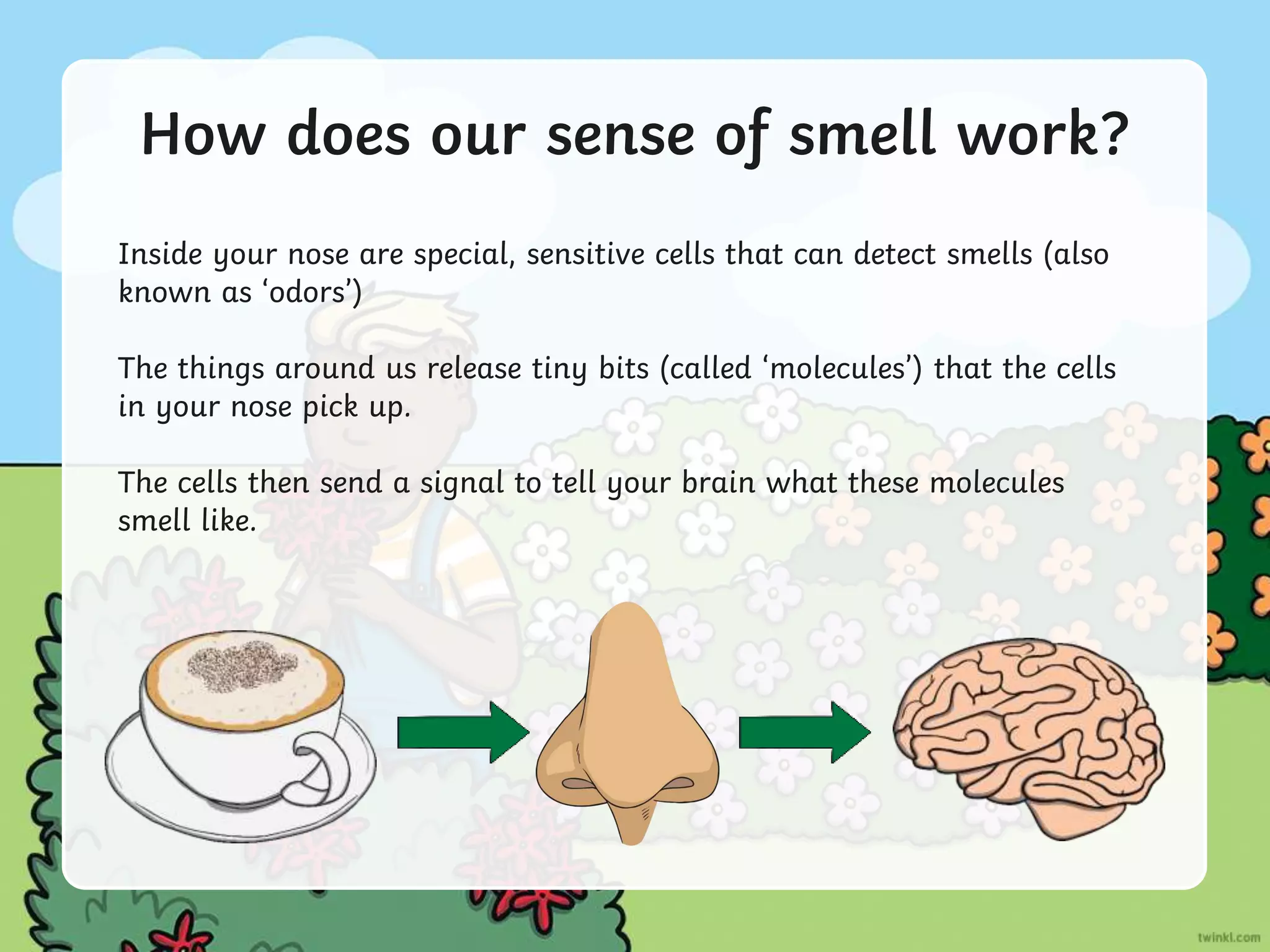 Sense of Smell PowerPoint_1.ppt