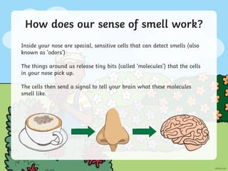 Sense of Smell PowerPoint_1.ppt