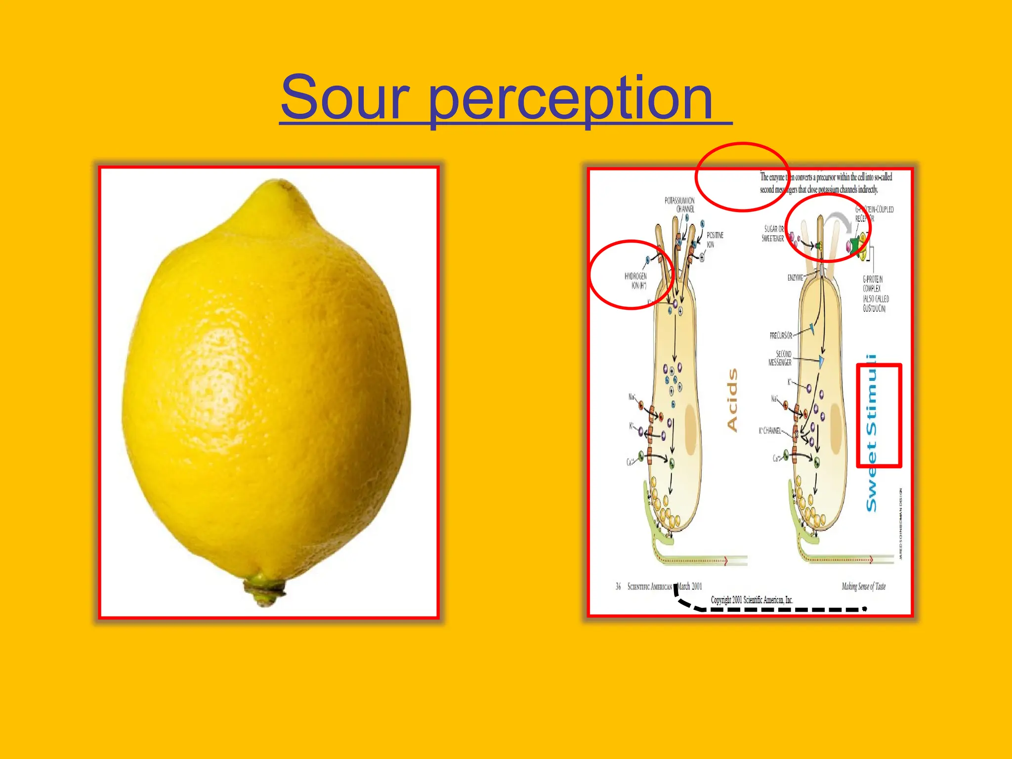 How do cells on the tongue sense taste in our body | PPT