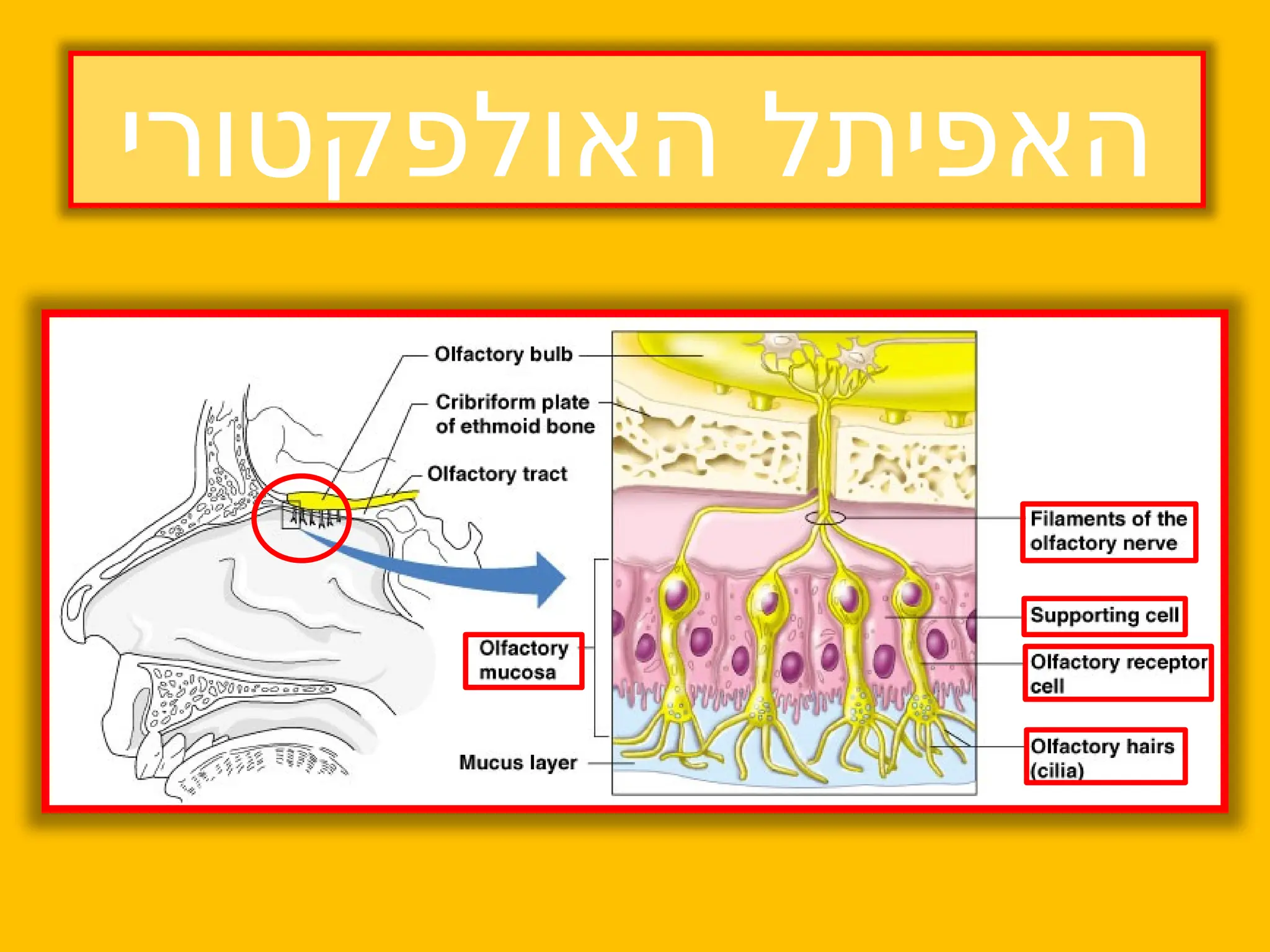 How do cells on the tongue sense taste in our body | PPT