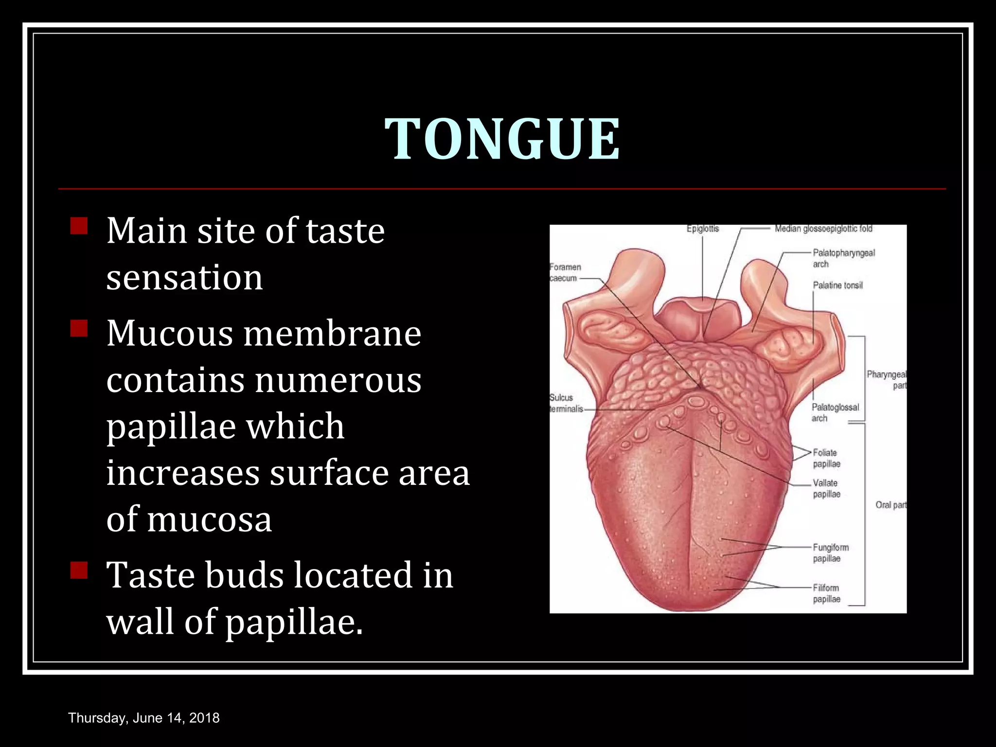 SENSE OF TASTE | PPT