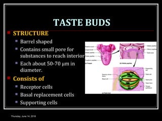 SENSE OF TASTE | PPT
