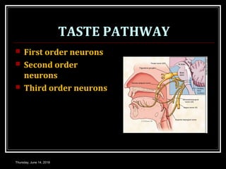 SENSE OF TASTE | PPT | Brain and Nervous System Disorders | Diseases ...