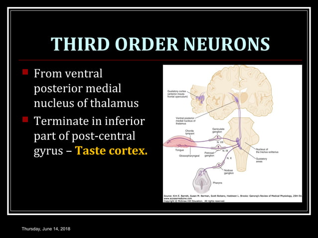SENSE OF TASTE | PPT | Brain and Nervous System Disorders | Diseases ...