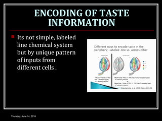 SENSE OF TASTE | PPT