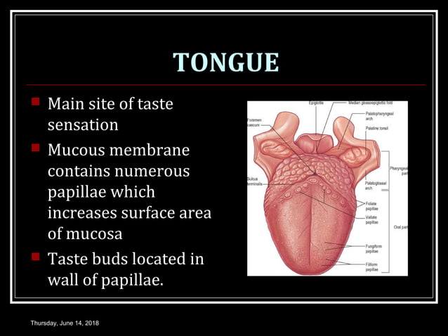 SENSE OF TASTE | PPT | Brain and Nervous System Disorders | Diseases ...