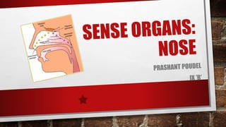 Sense organs: Nose (The Sense of Smell) | PPTX