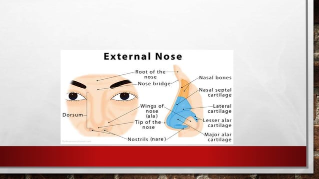 Sense organs: Nose (The Sense of Smell) | PPTX | Ear, Nose and Throat ...