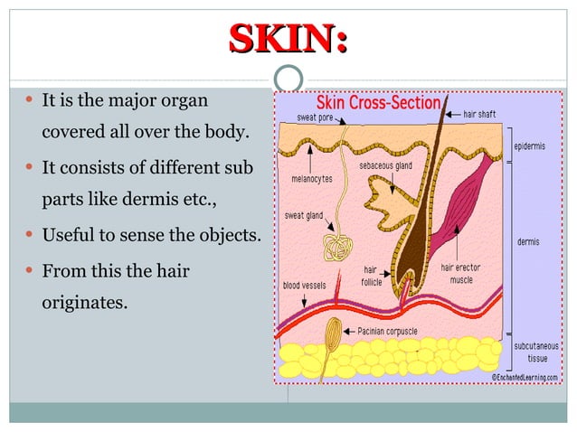 Sense organs | PPT