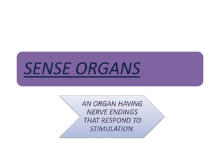 Sense organs | PPT