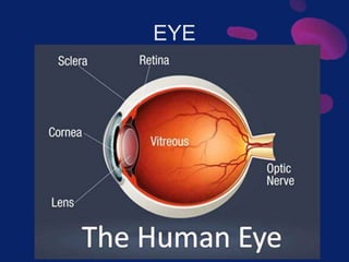 Sense organs | PPTX