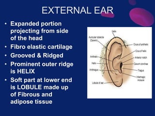 Sense organs | PPTX